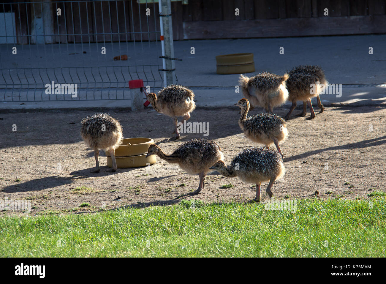 Ostrich egg farmer hi-res stock photography and images - Alamy