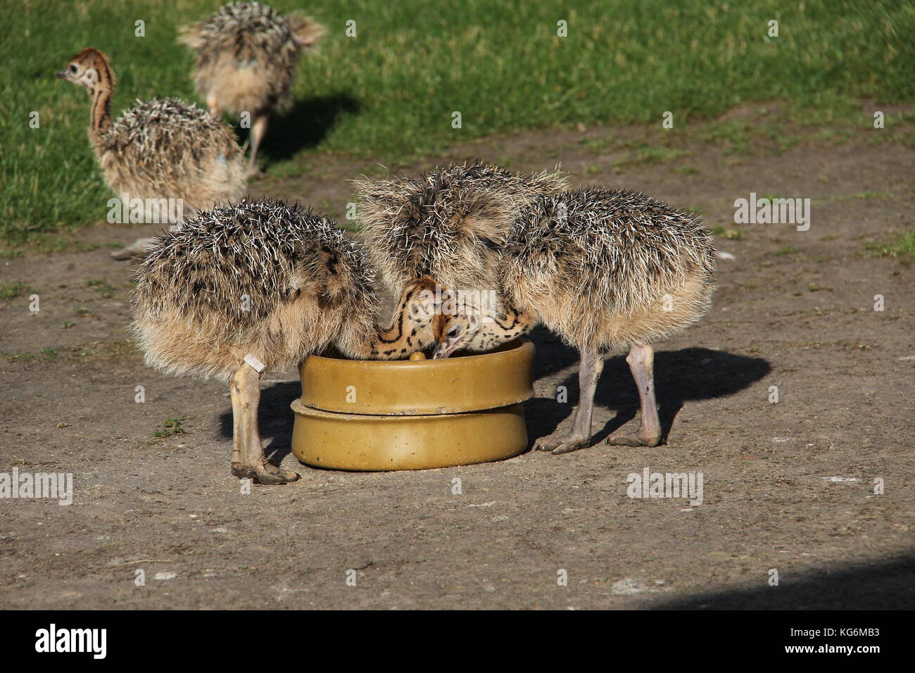 Small ostrich / Small ostrich at the trough Stock Photo - Alamy