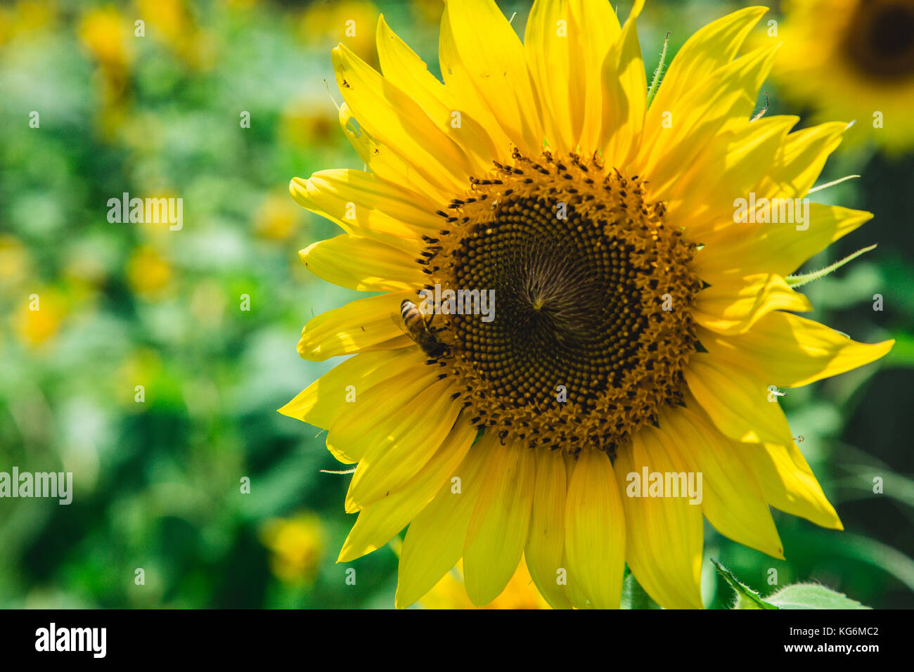 A field of brilliant yellow sunflowers in a sunny, summer field Stock ...