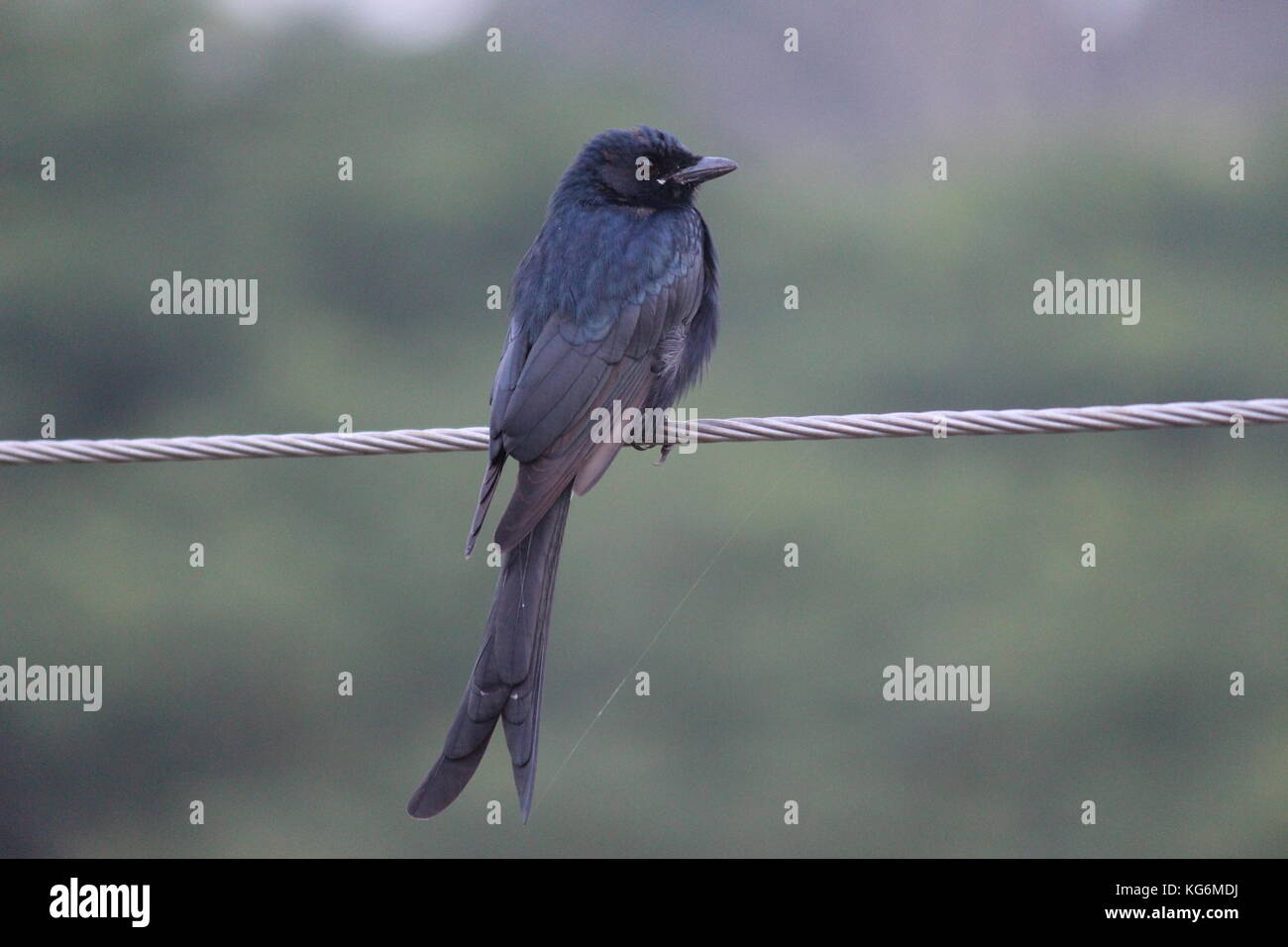 Drongo bird india hi-res stock photography and images - Alamy
