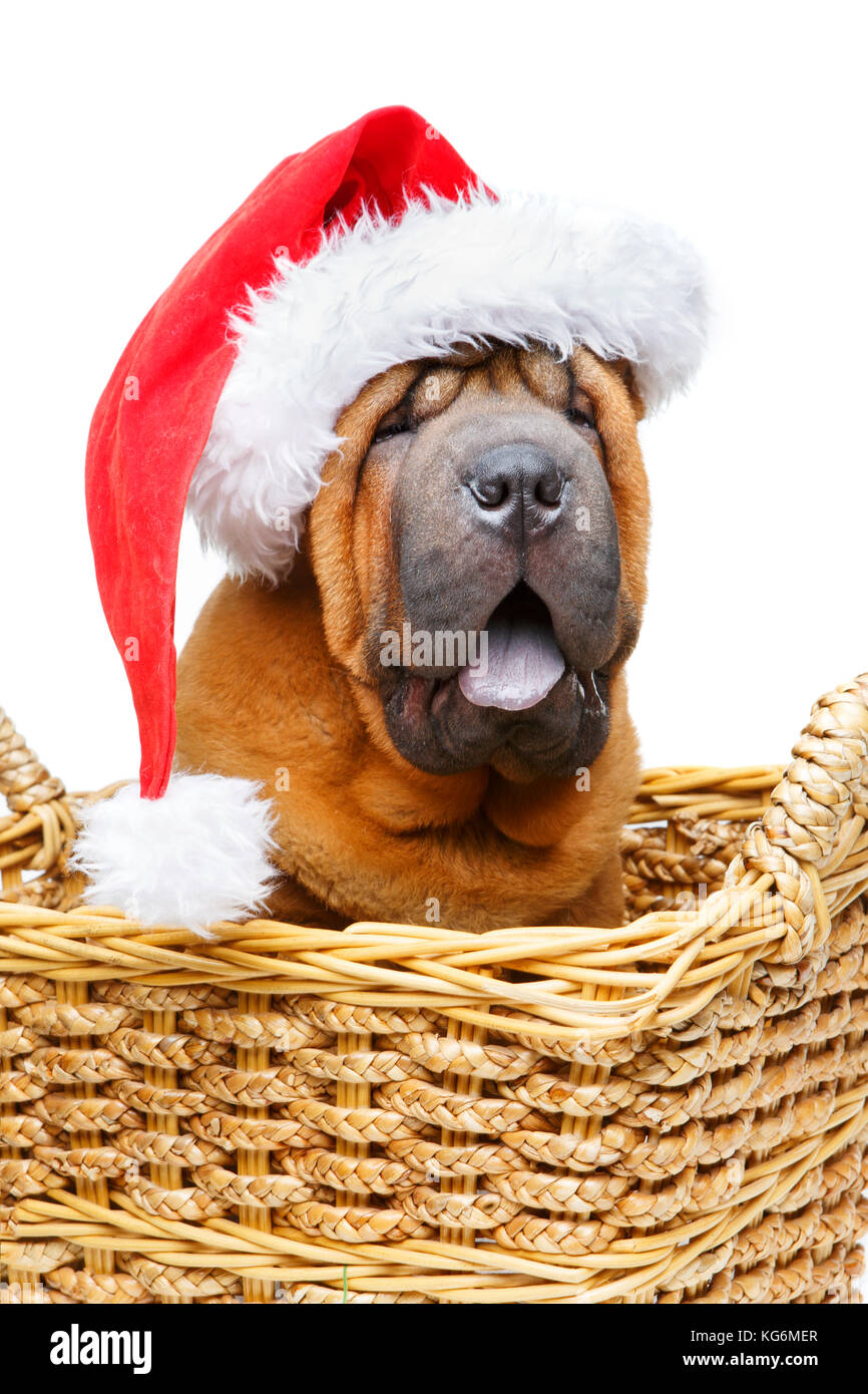 Shar pei pup hi-res stock photography and images - Alamy