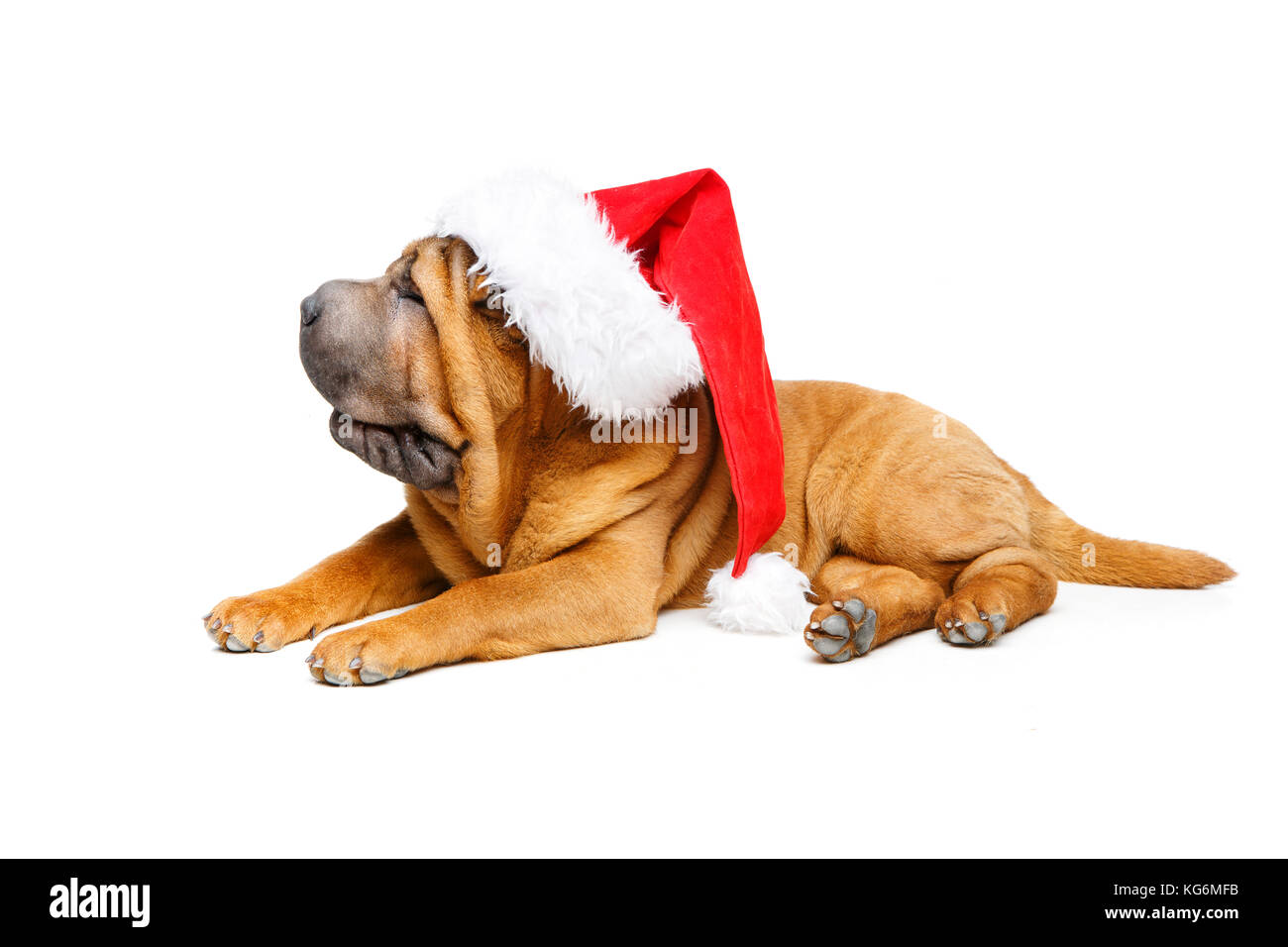 Shar pei puppy wearing costume hi-res stock photography and images - Alamy