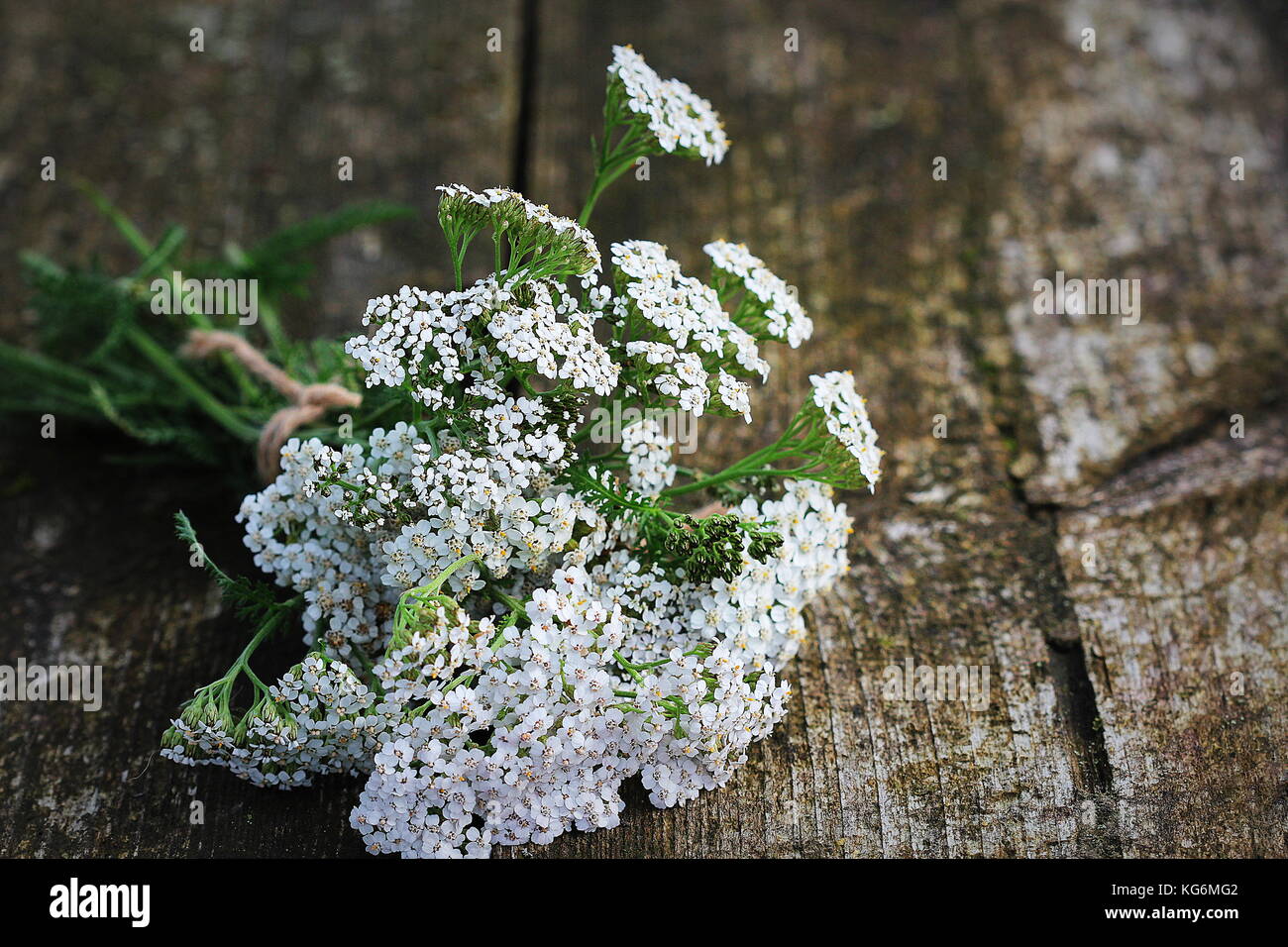 White Yarrow or Achillea millefolium, Native Wildflower on wooden ...