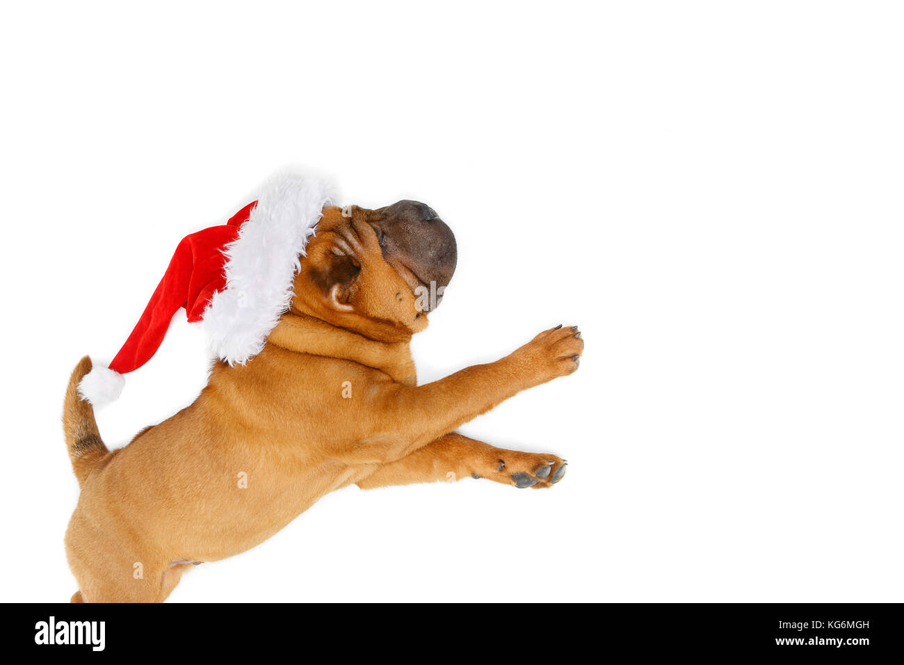 Shar pei puppy wearing costume hi-res stock photography and images - Alamy