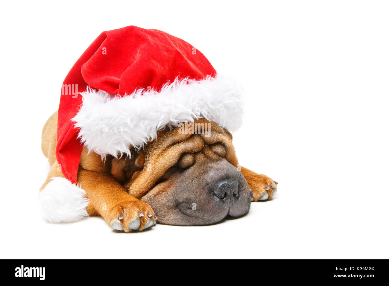 Shar pei dog in Cut Out Stock Images & Pictures - Alamy