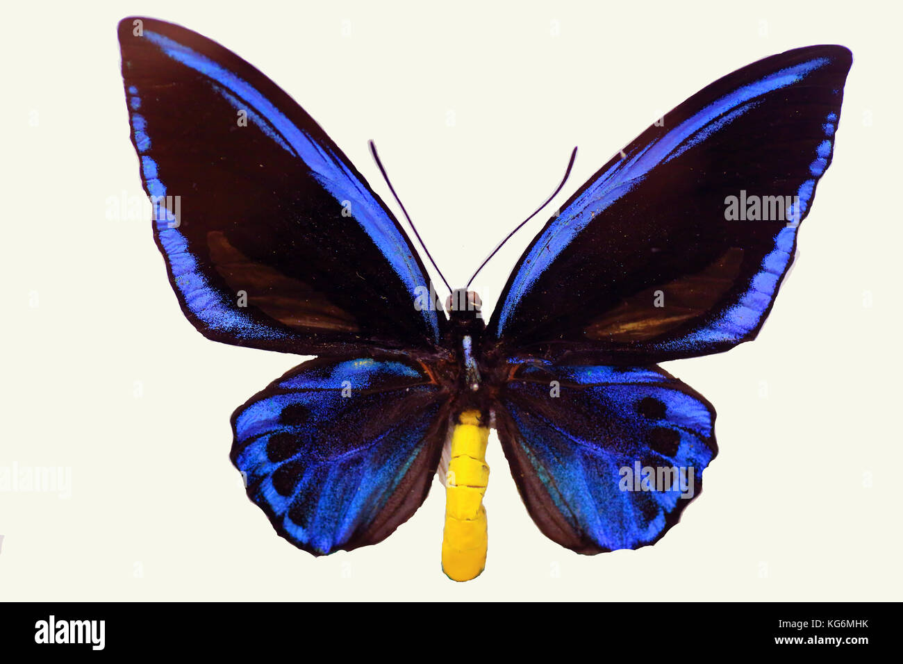 Common green birdwing ornithoptera hi-res stock photography and images ...