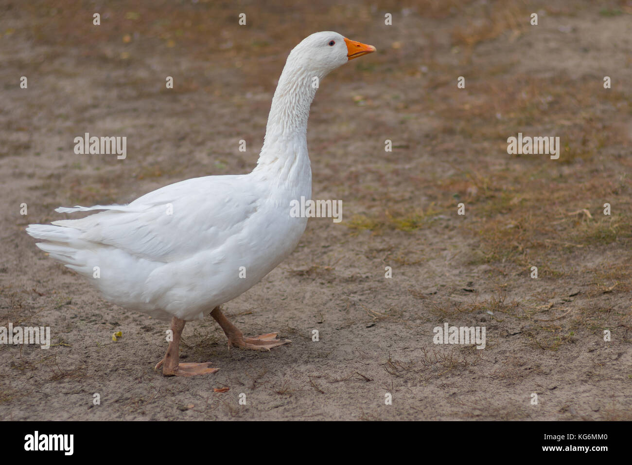 Big white domestic goose walking on the ground at autumnal season Stock ...