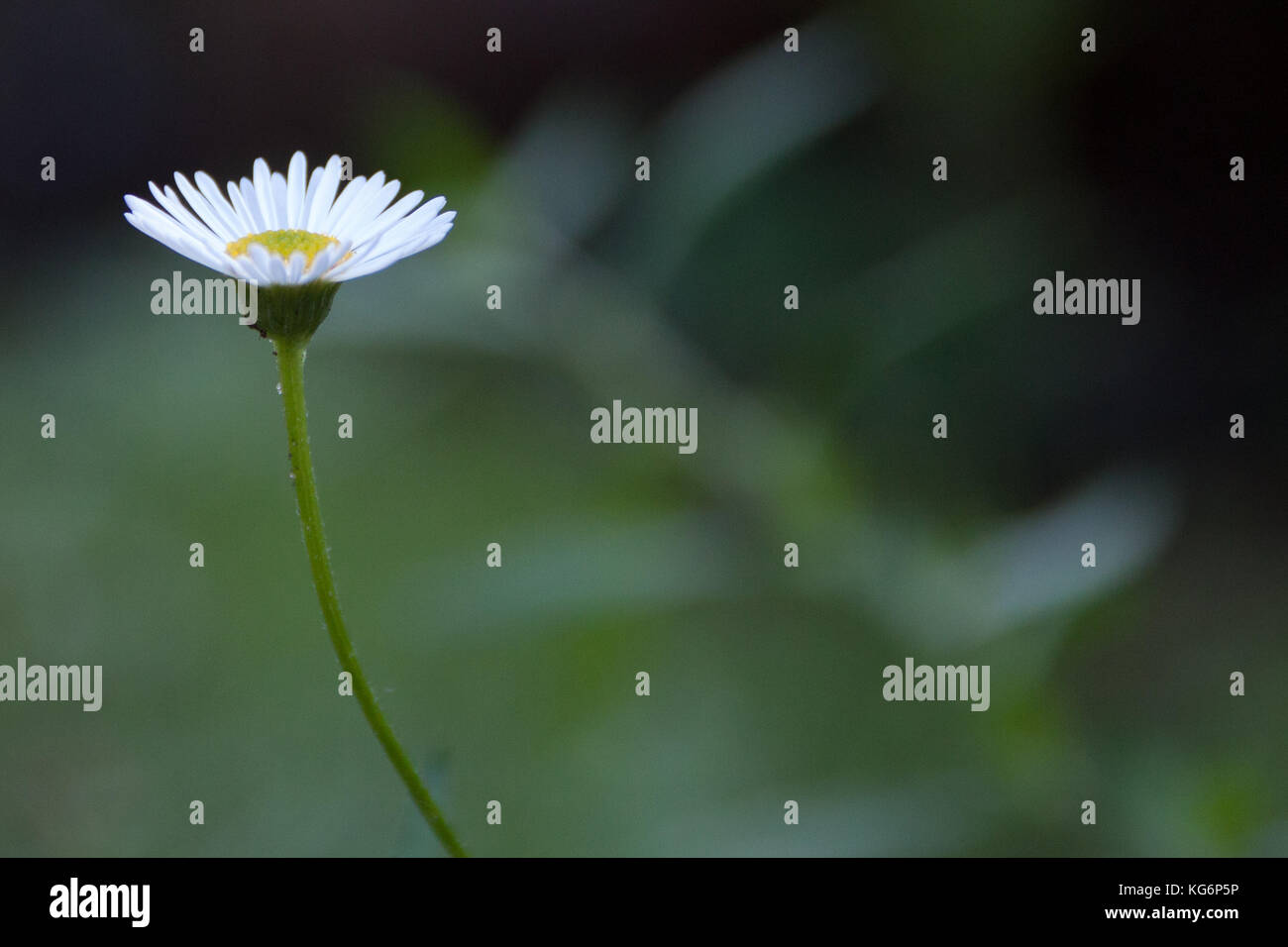 World of daisy hi-res stock photography and images - Alamy