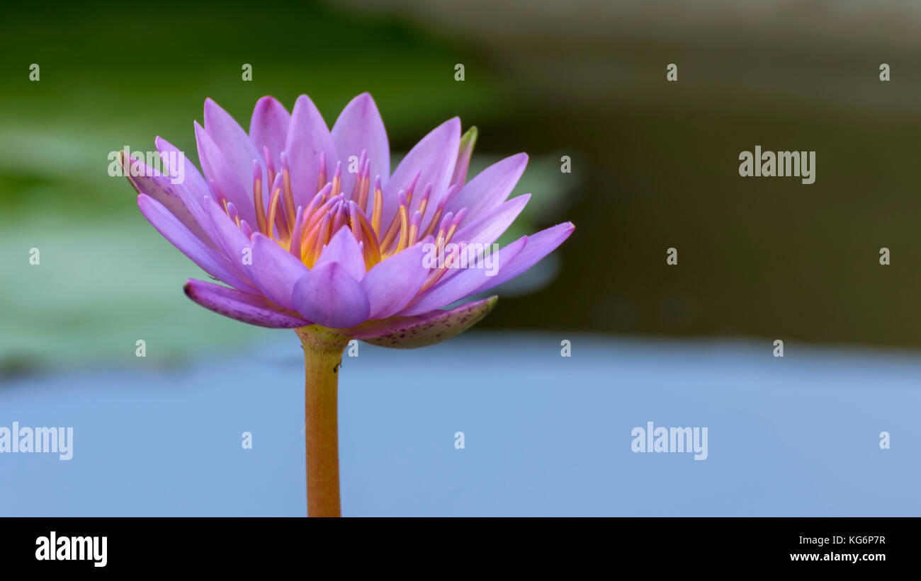 Nil Manel (Nymphaea stellata) Blue Water Lily Flower Stock Photo - Alamy