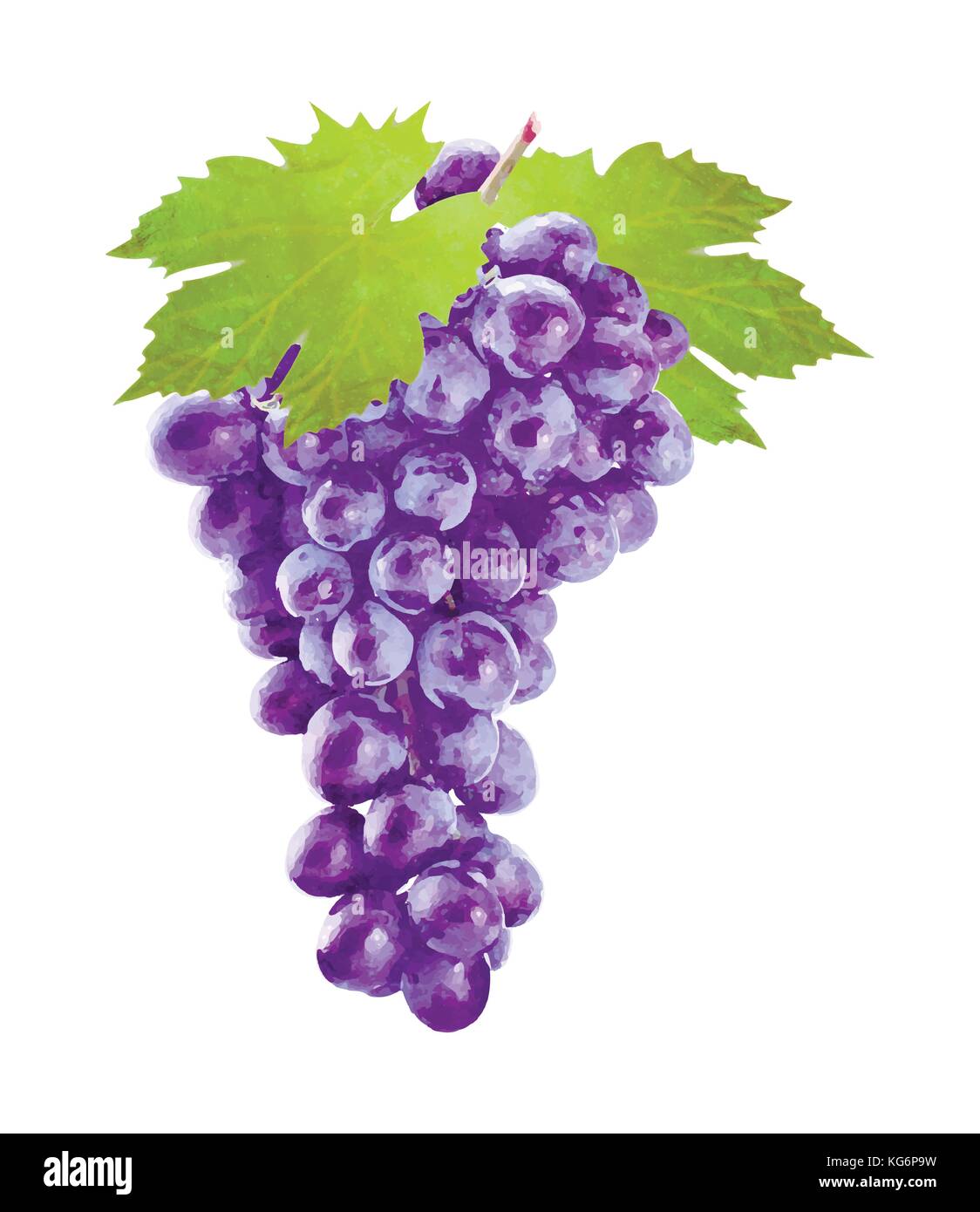 Watercolor grape with leafs on white Stock Vector Image & Art - Alamy