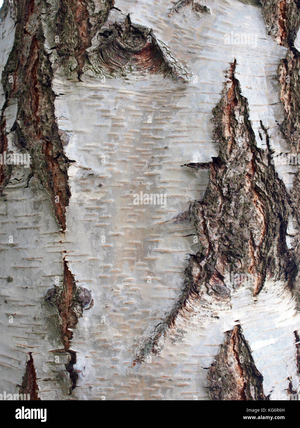 Old birch tree bark surface texture close up Stock Photo - Alamy