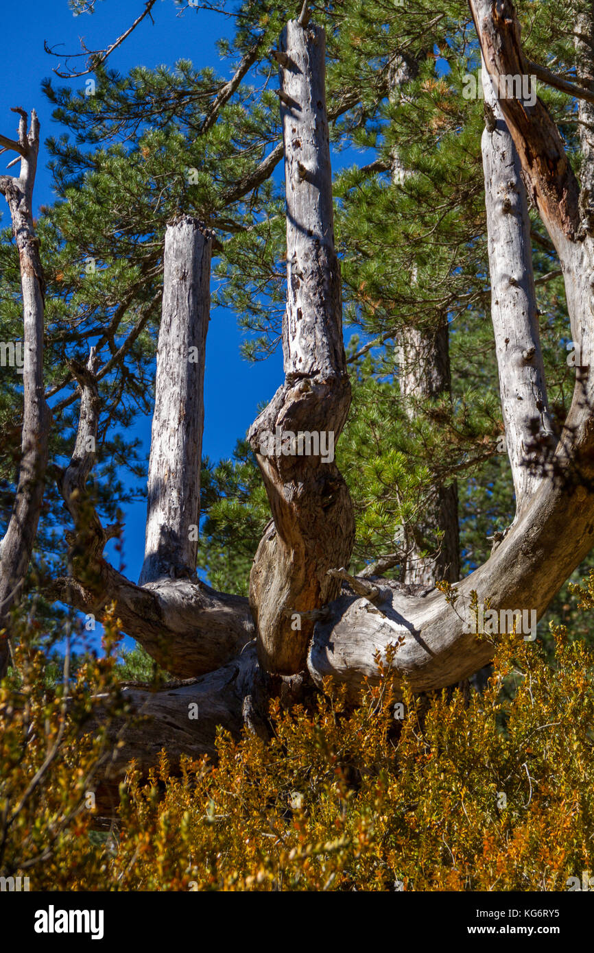 Beautiful dead tree trunk in the forest around Aoos artificial lake in ...