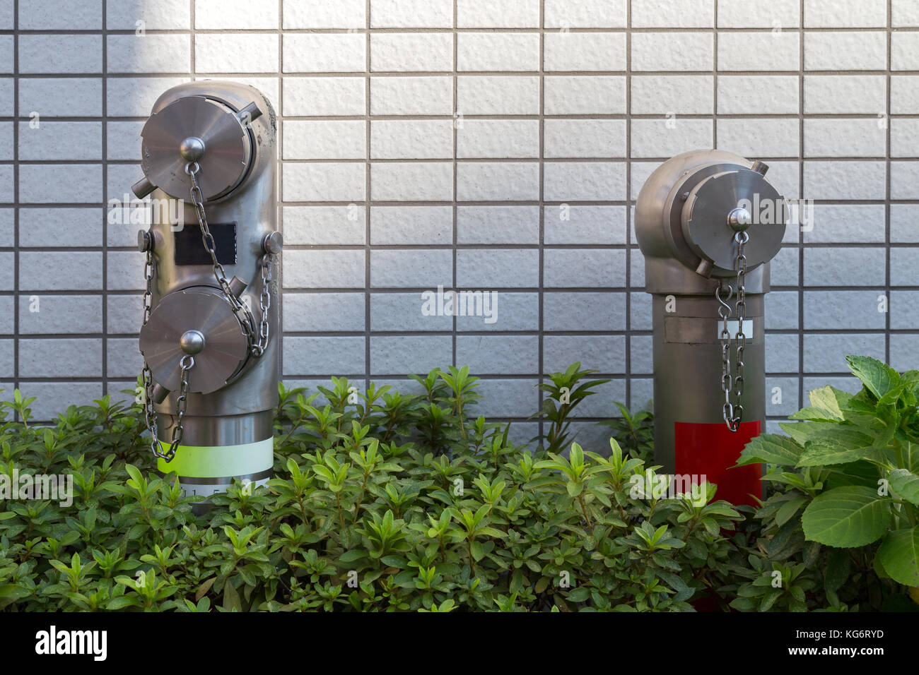 fire hydrant in tree bush and white tile background at the building ...