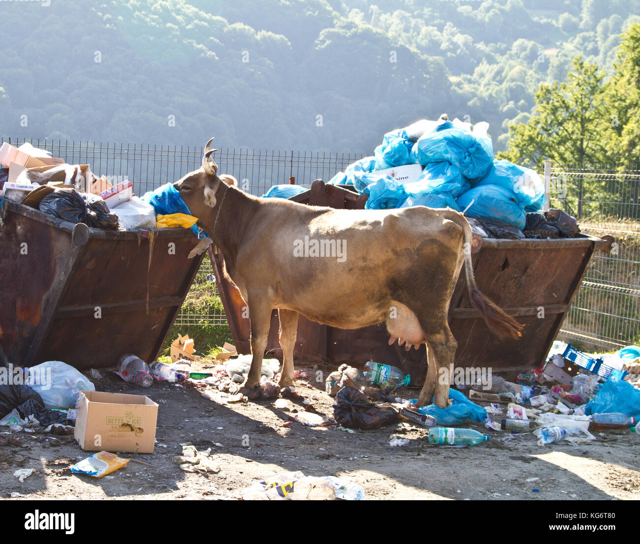 Cow eating out of the garbage Stock Photo - Alamy