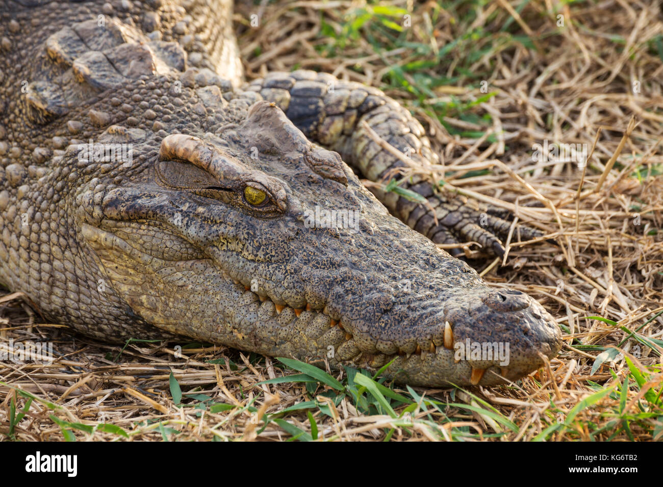 wildlife crocodile crouching on grass and waiting to hunt. animal ...