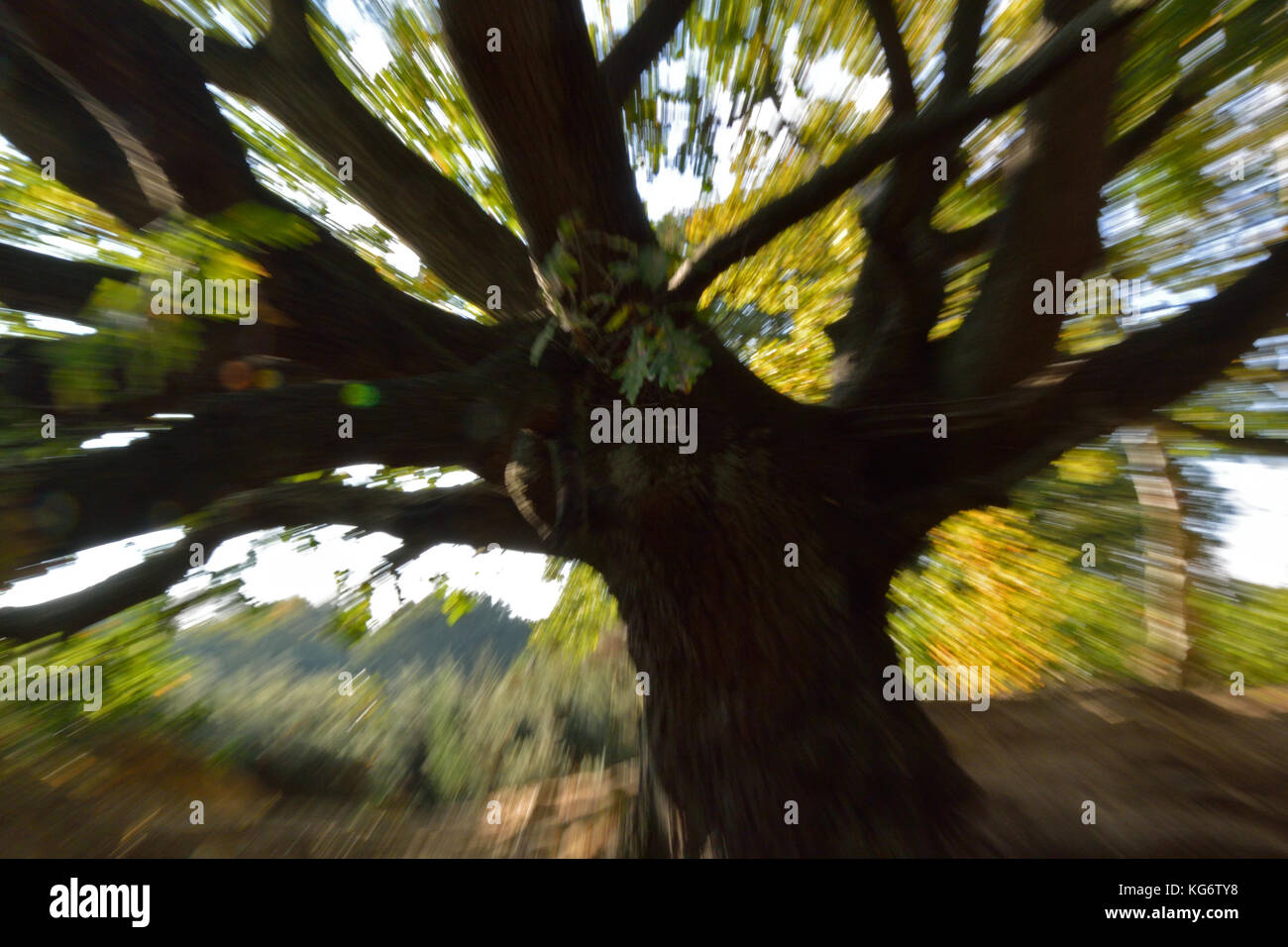 Zoom movement on autumnal English oak tree Stock Photo - Alamy
