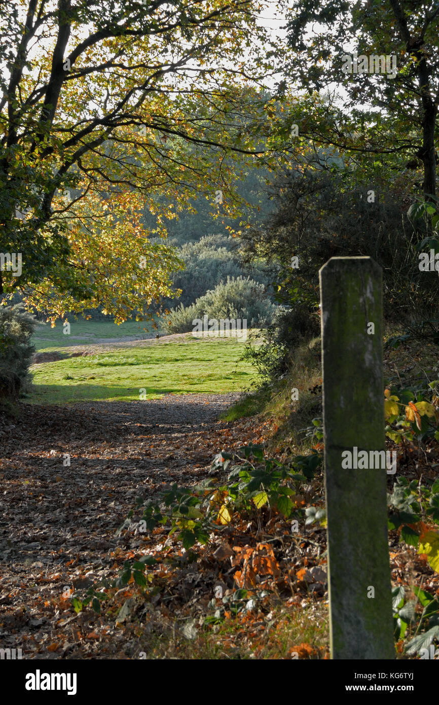 England woods heath heathland east anglia hi-res stock photography and ...
