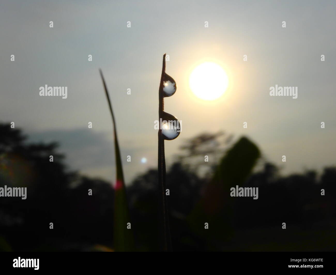 Dew and Morning Sun Stock Photo - Alamy