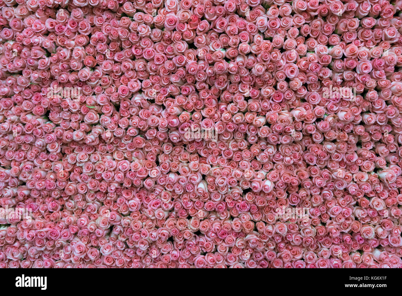 Dounan flower market in Kunming, Yunnan Province, China Stock Photo - Alamy
