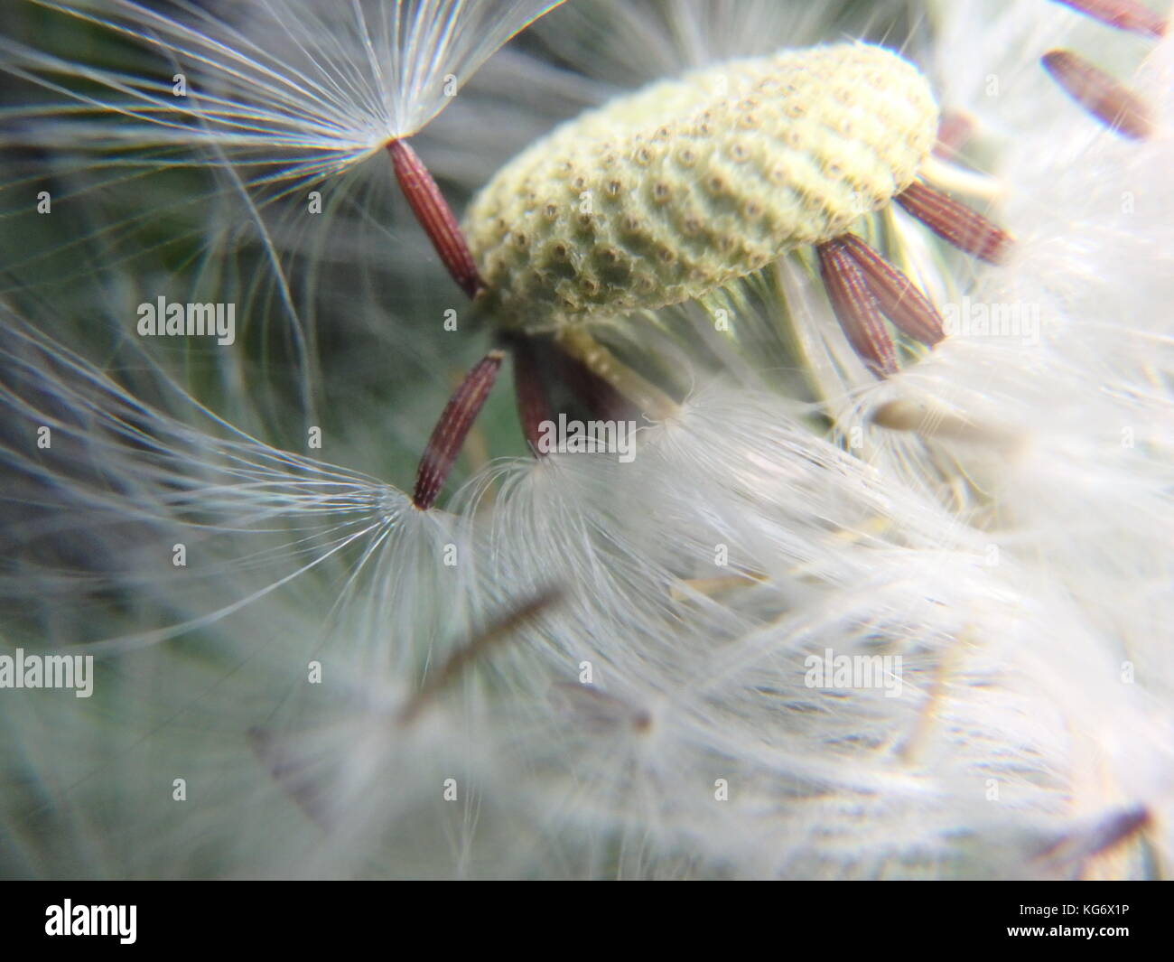 Dandelion wallpaper hi-res stock photography and images - Alamy