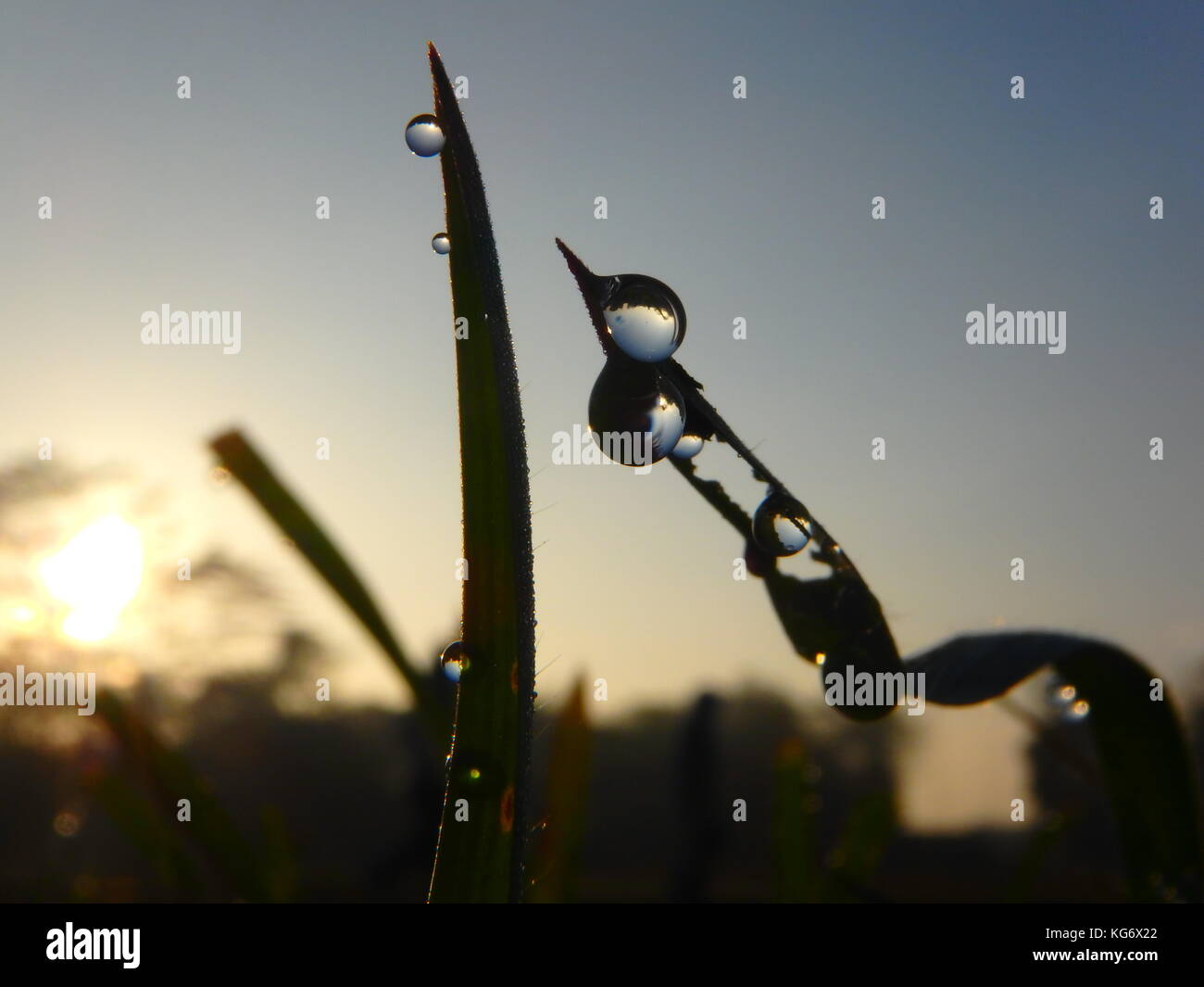 Dew and Morning Sun Stock Photo - Alamy