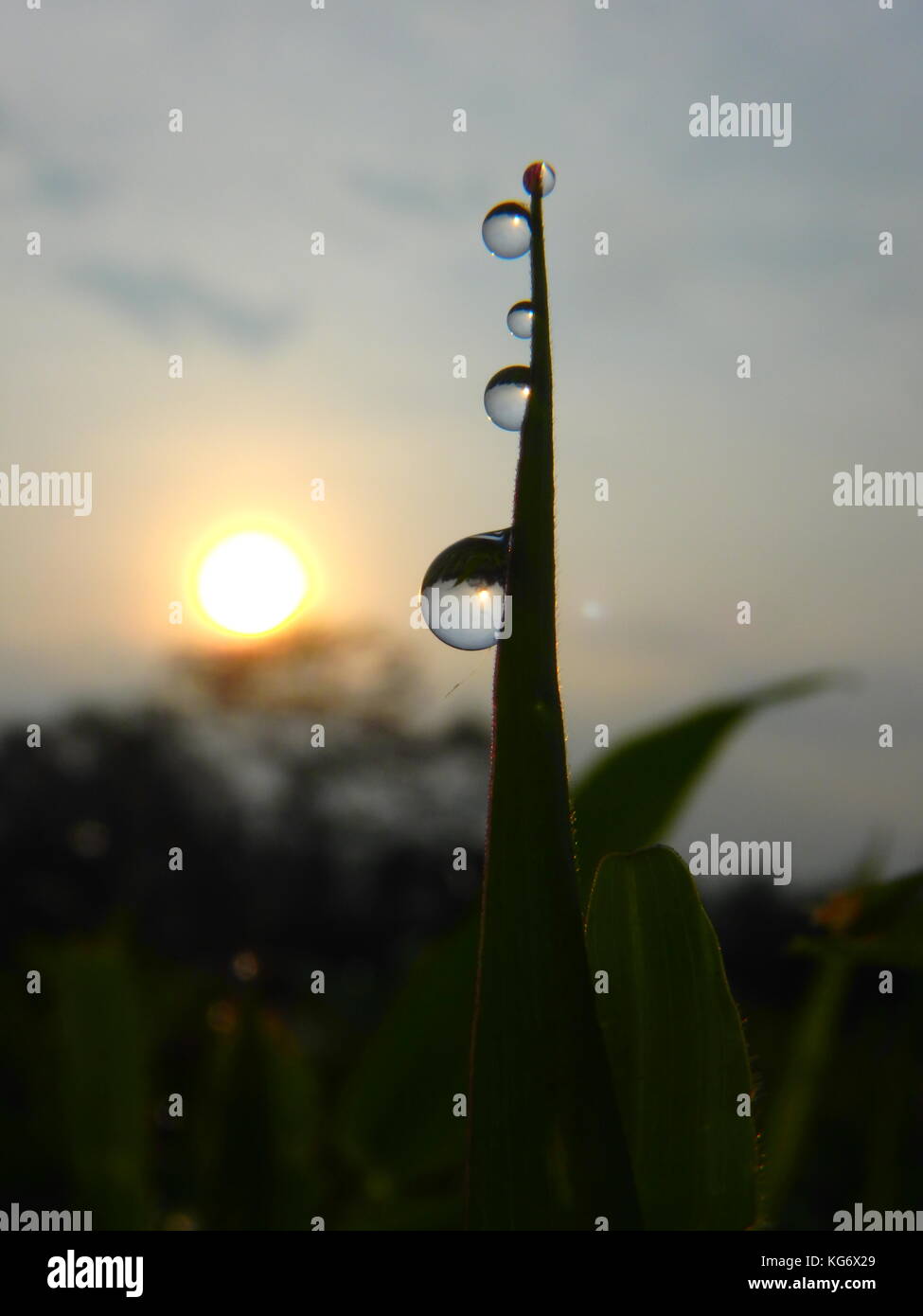 Dew and Morning Sun Stock Photo - Alamy