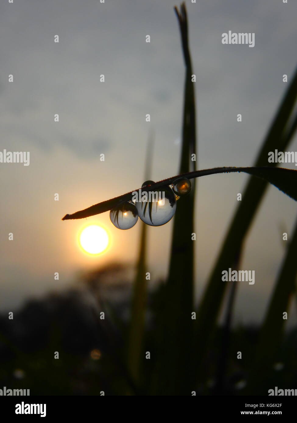 Dew and Morning Sun Stock Photo - Alamy