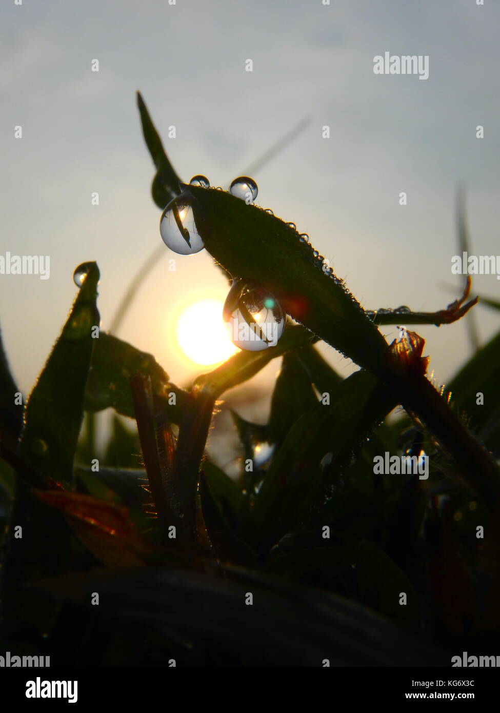 Dew and Morning Sun Stock Photo - Alamy