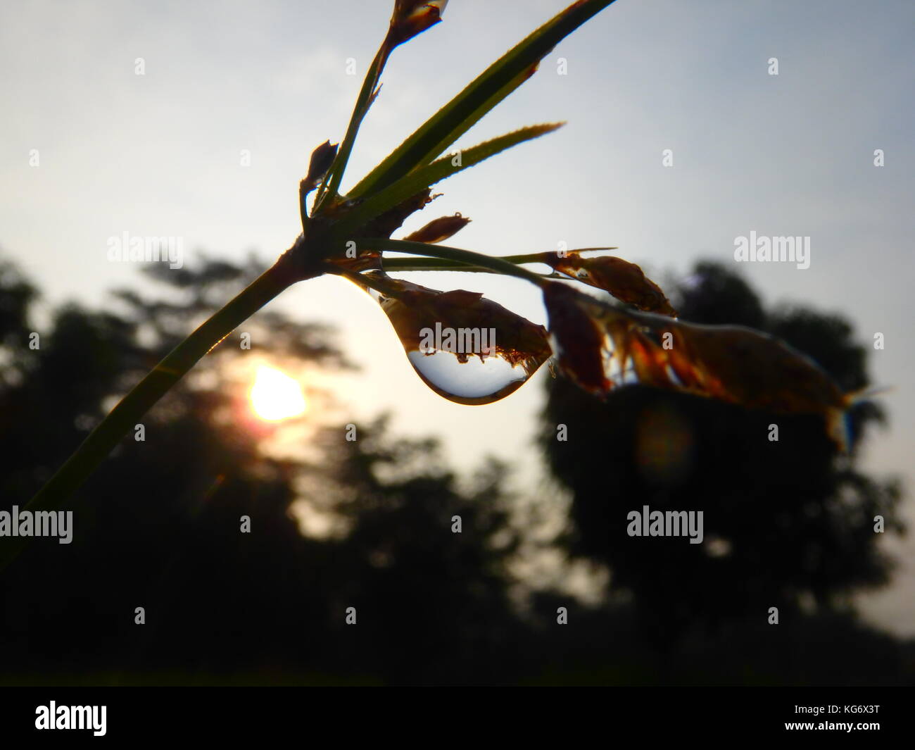 Dew and Morning Sun Stock Photo - Alamy