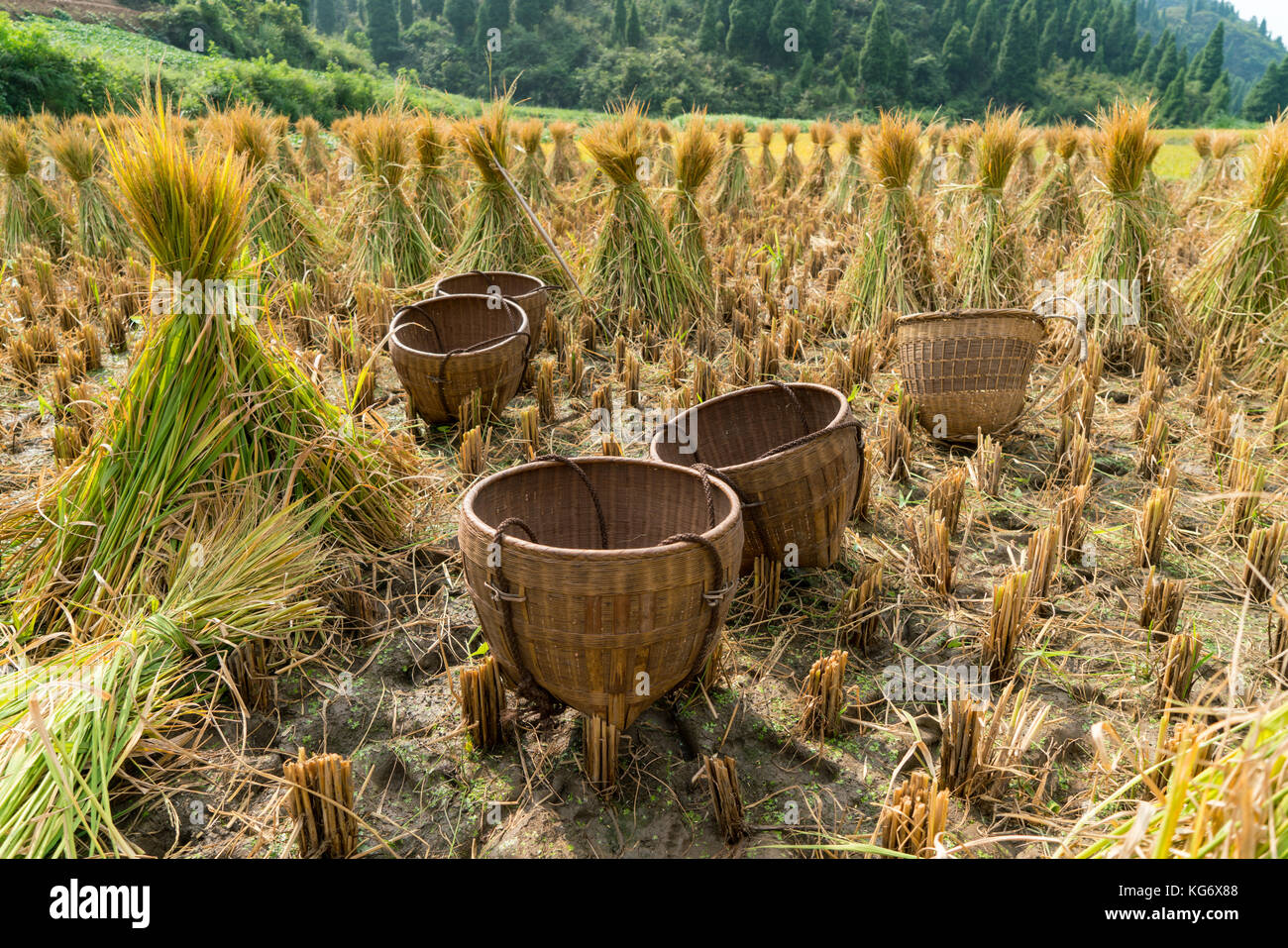 Rice collecting baskets on a rice field in Hunan Province, China Stock ...