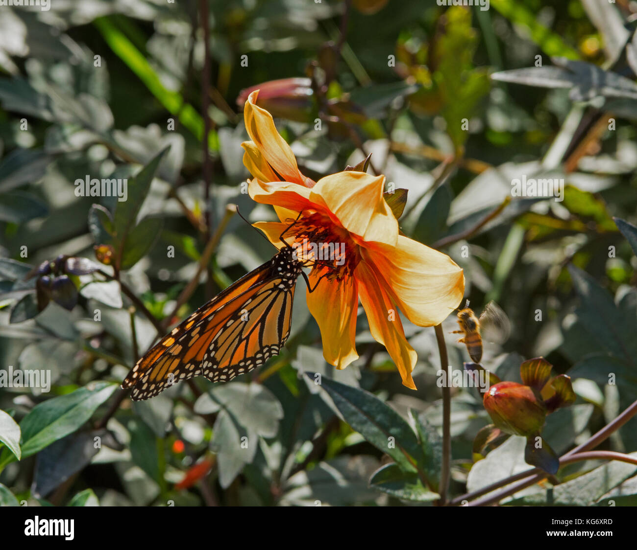 Monarch butterfly on flower Stock Photo - Alamy