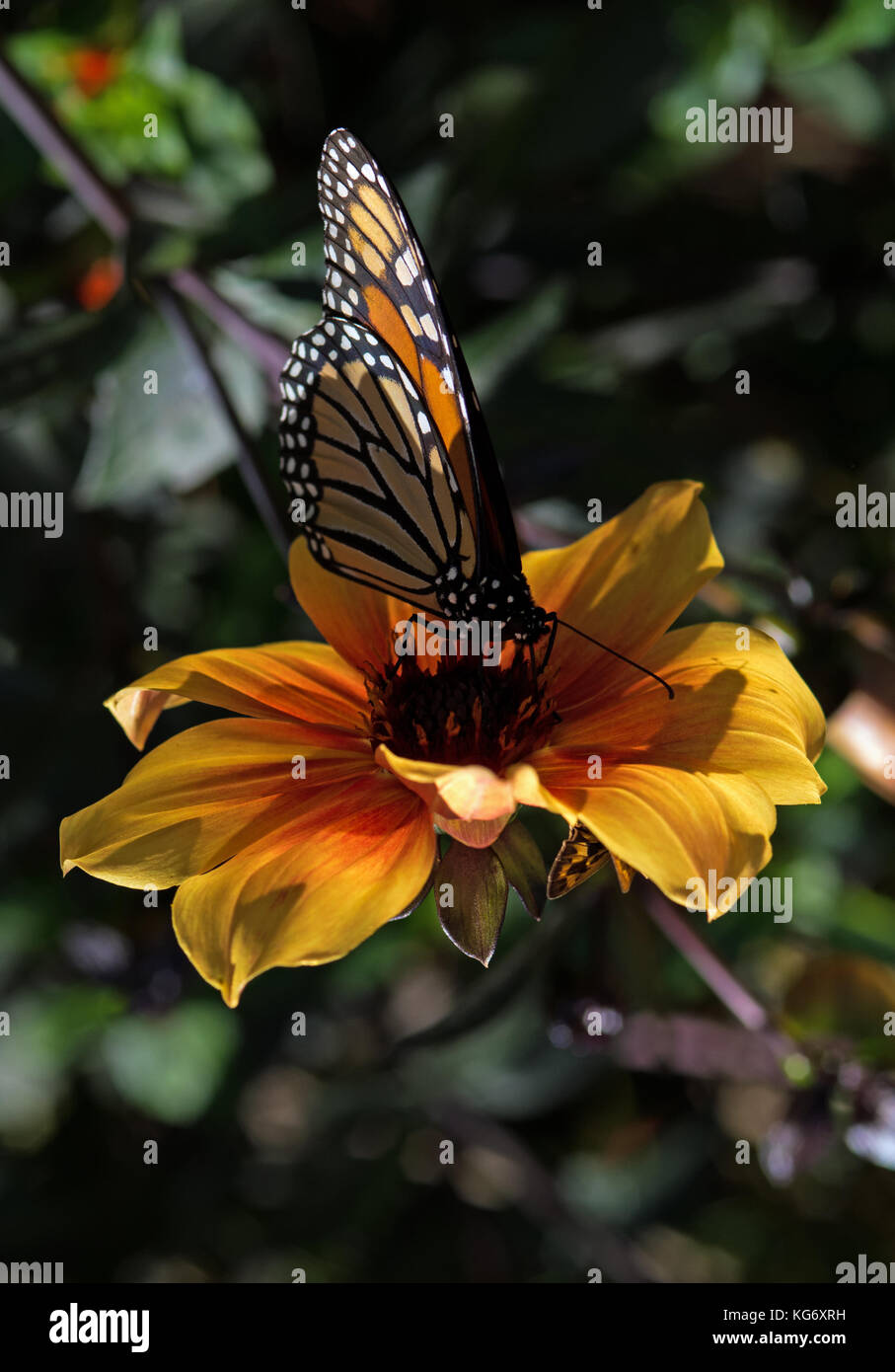 Monarch butterfly on flower Stock Photo - Alamy