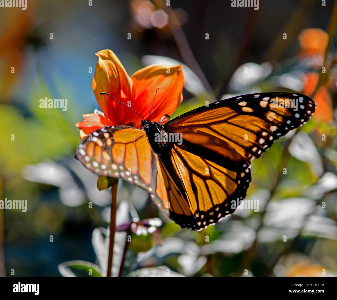 Monarch butterfly on flower Stock Photo - Alamy