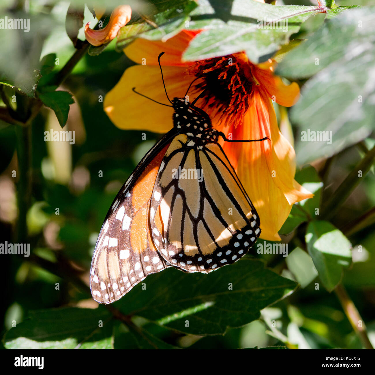 Monarch butterfly on flower Stock Photo - Alamy