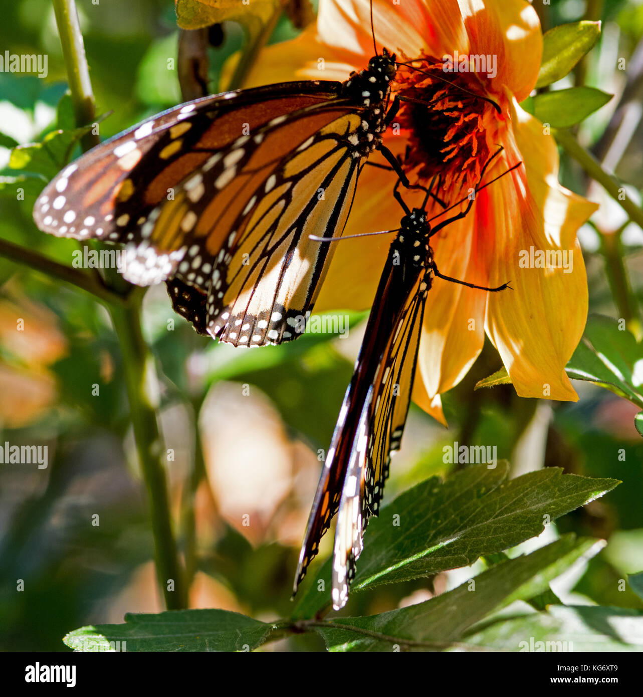 Monarch butterfly on flower Stock Photo - Alamy