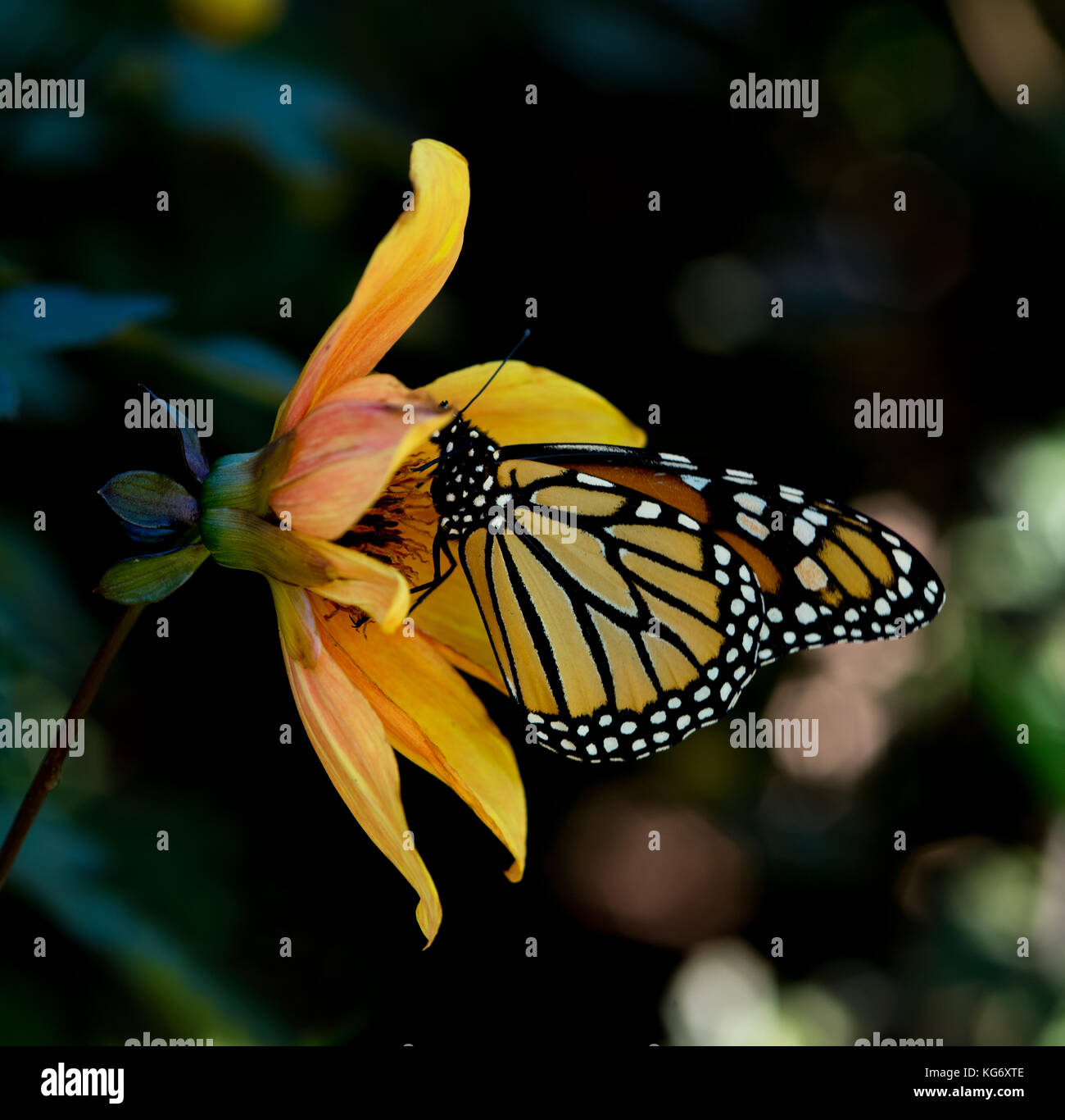 Monarch butterfly on flower Stock Photo - Alamy