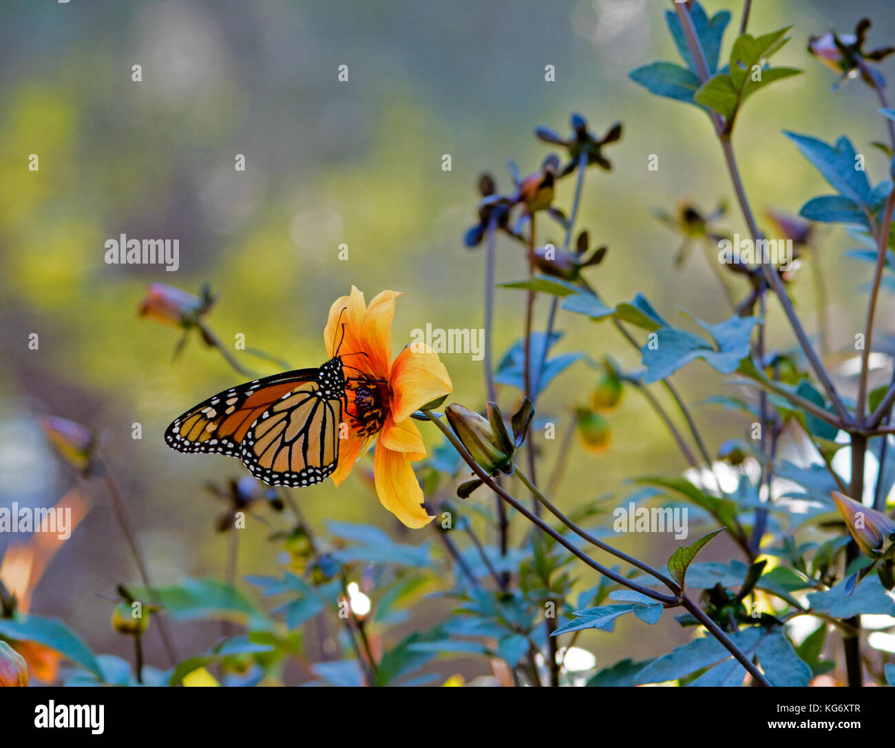 Monarch butterfly on flower Stock Photo - Alamy