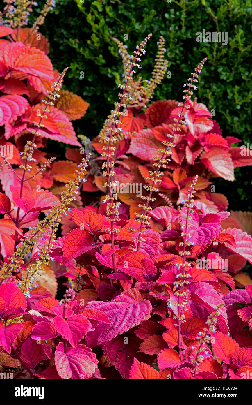 red leaf plant Stock Photo - Alamy
