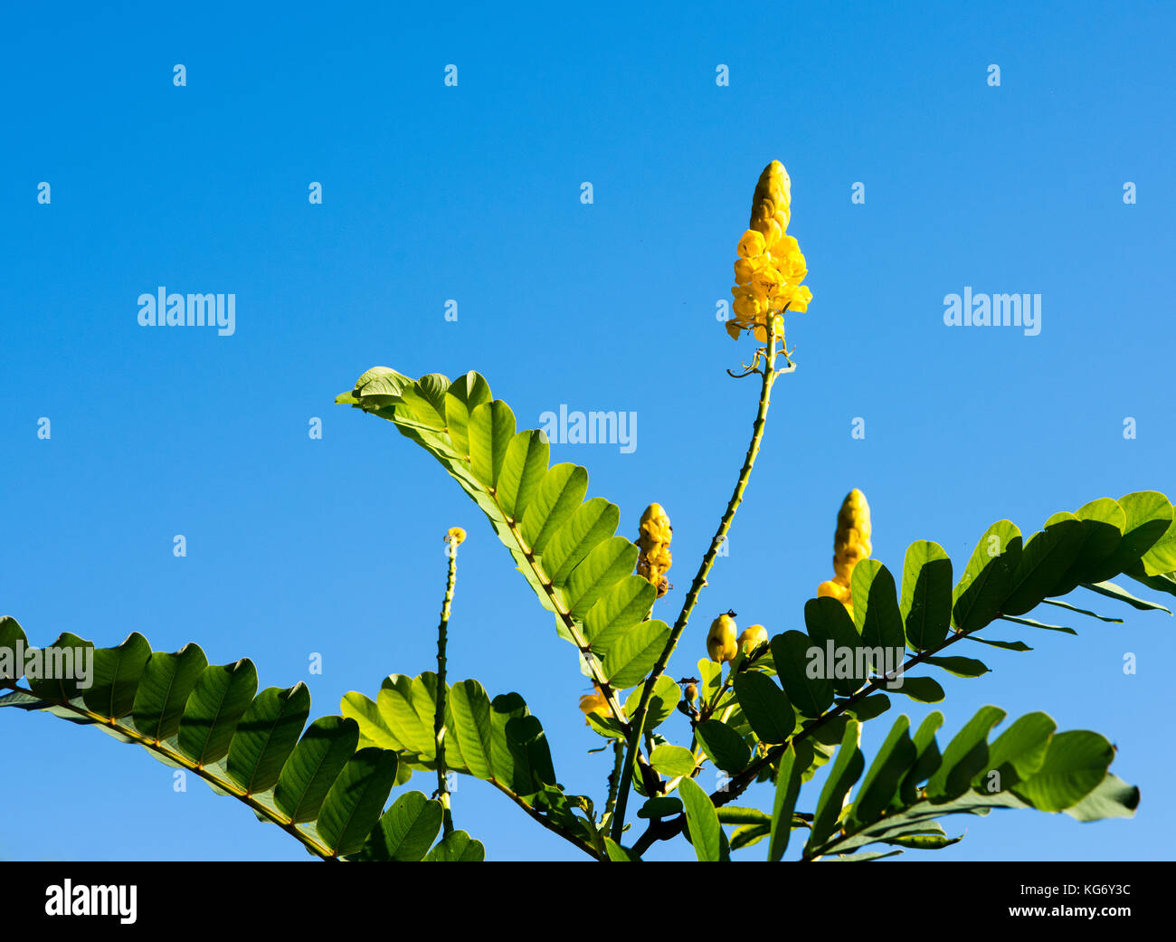 yellow flower against blue sky Stock Photo - Alamy