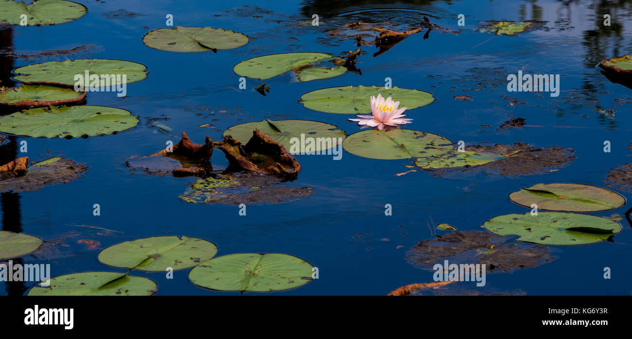 water lily in pond Stock Photo - Alamy