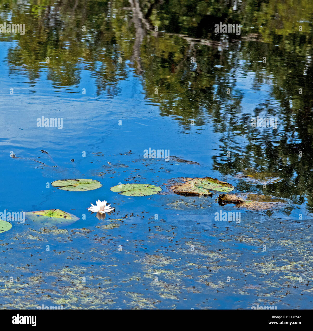 water lily in pond Stock Photo - Alamy