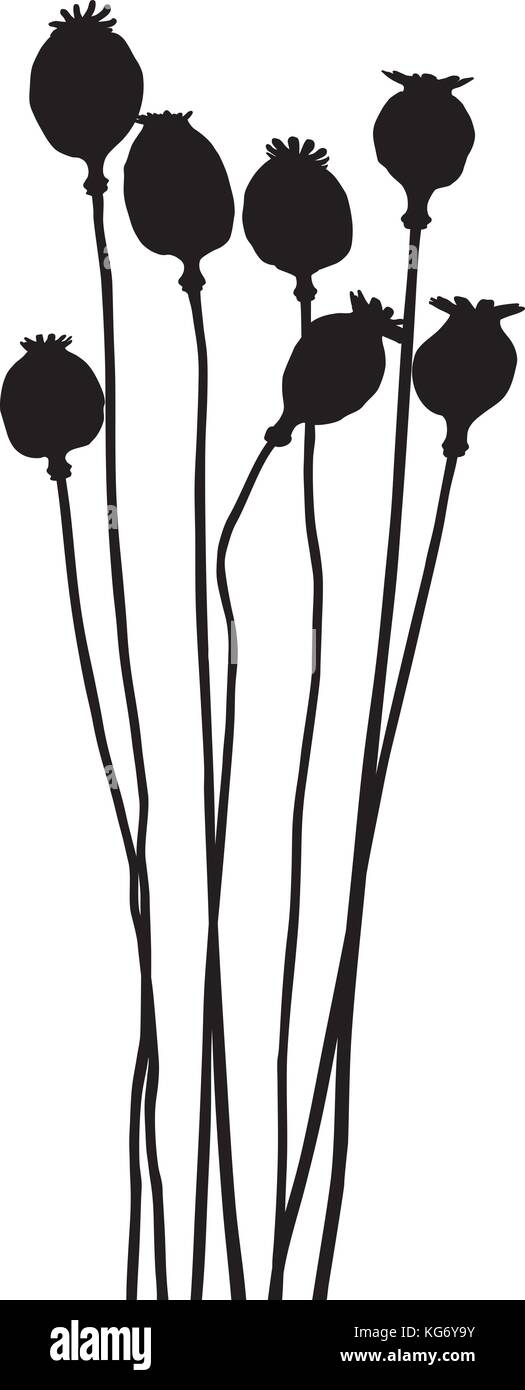 Poppy vector vectors hi-res stock photography and images - Alamy