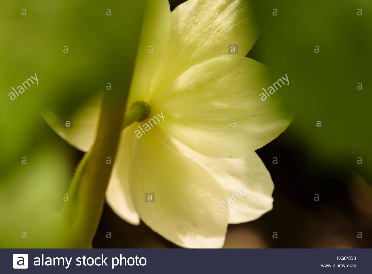 Mayapple Stock Photos & Mayapple Stock Images - Alamy