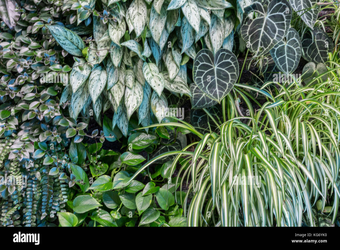 background Abstract plant wall background for your design Stock Photo ...