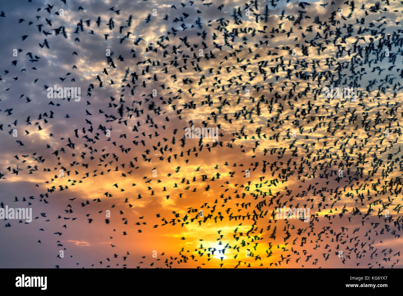 flock of flying birds in sunset Stock Photo - Alamy
