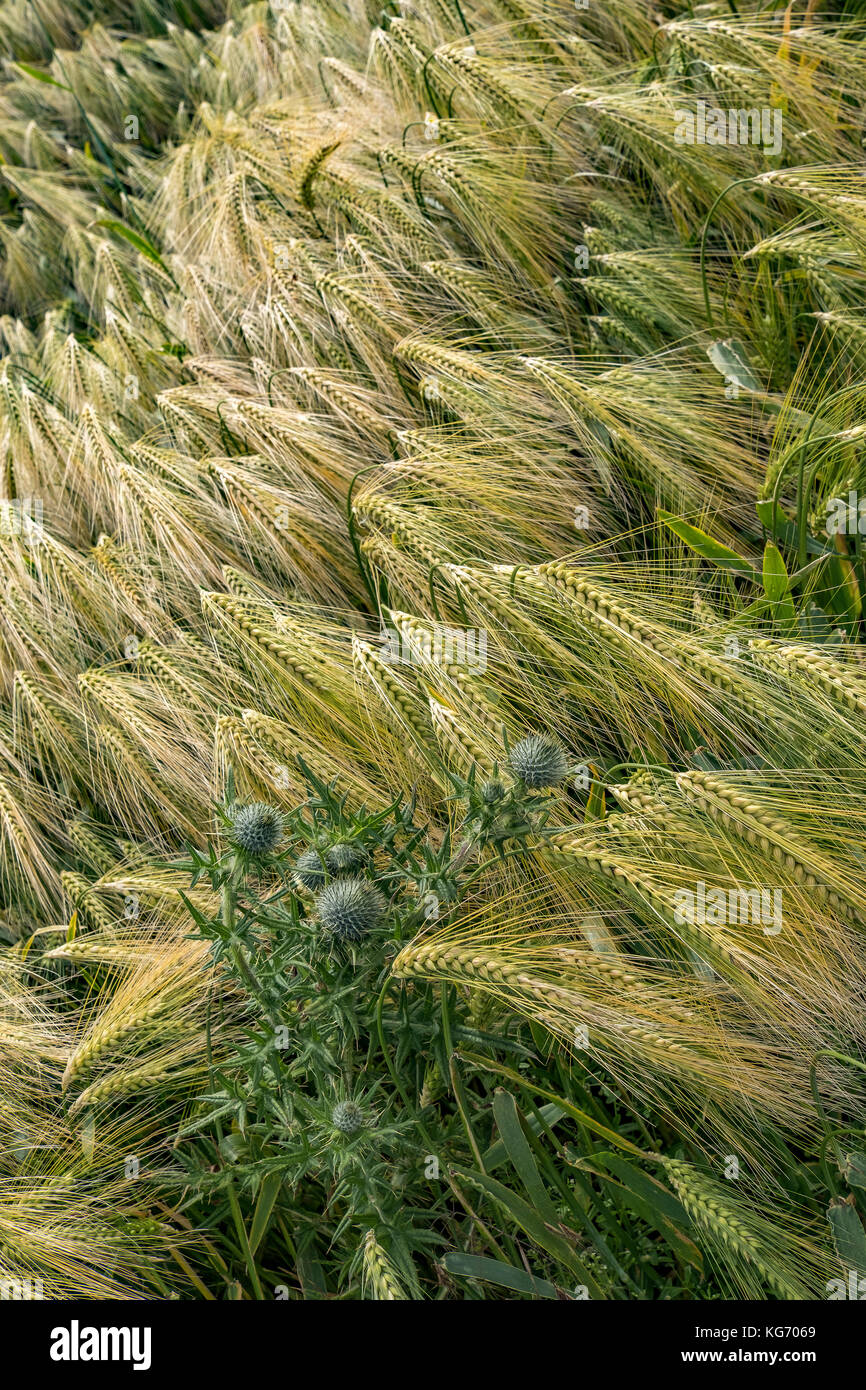 Barley husks hi-res stock photography and images - Alamy