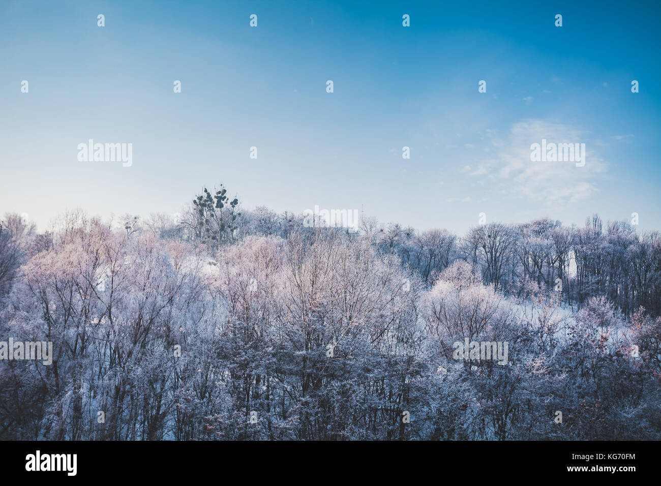 Frosty winter landscape in snowy forest Stock Photo - Alamy