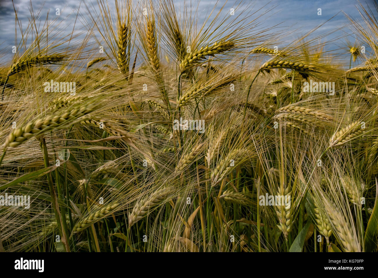 Barley husks hi-res stock photography and images - Alamy