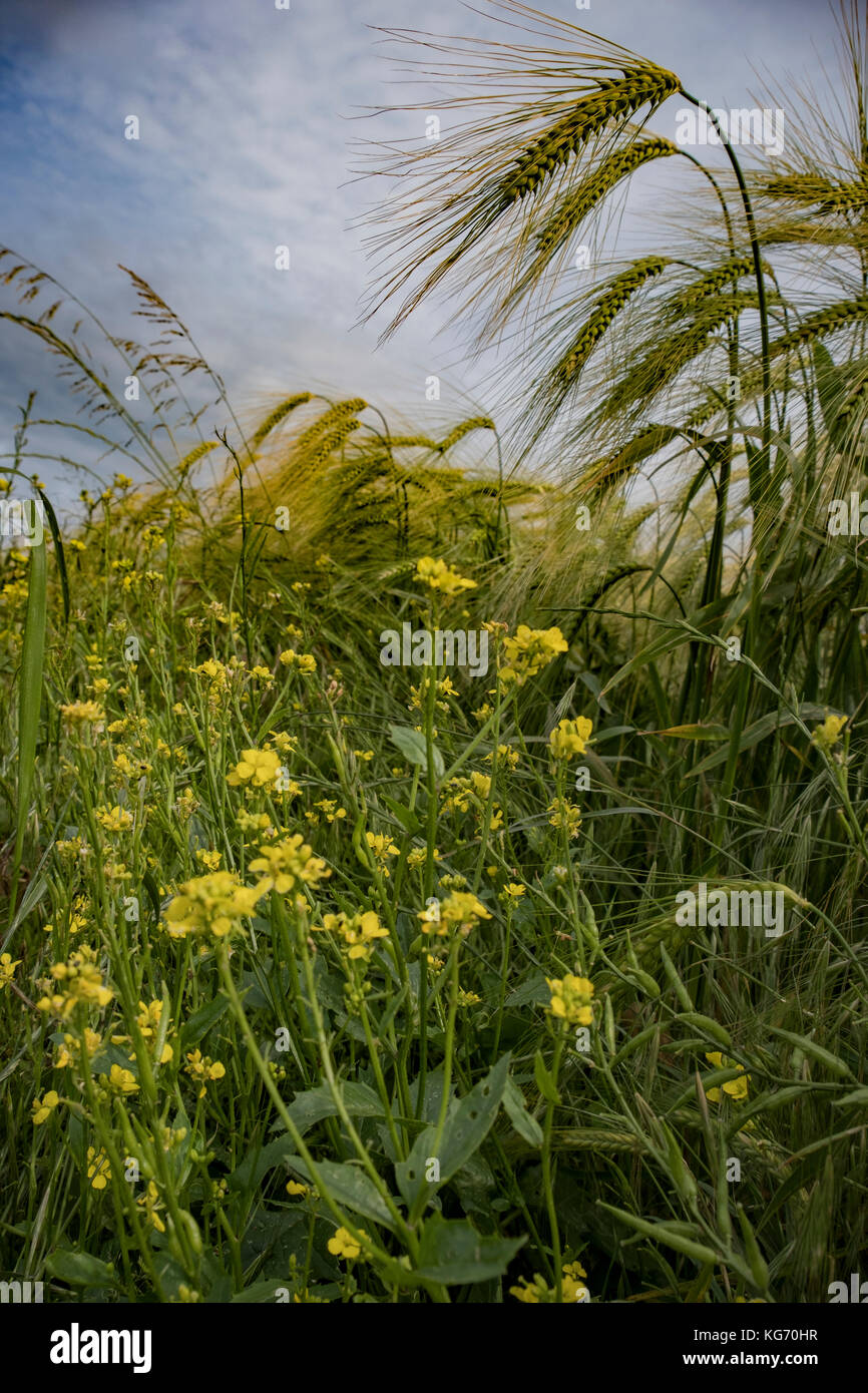 Barley husks hi-res stock photography and images - Alamy