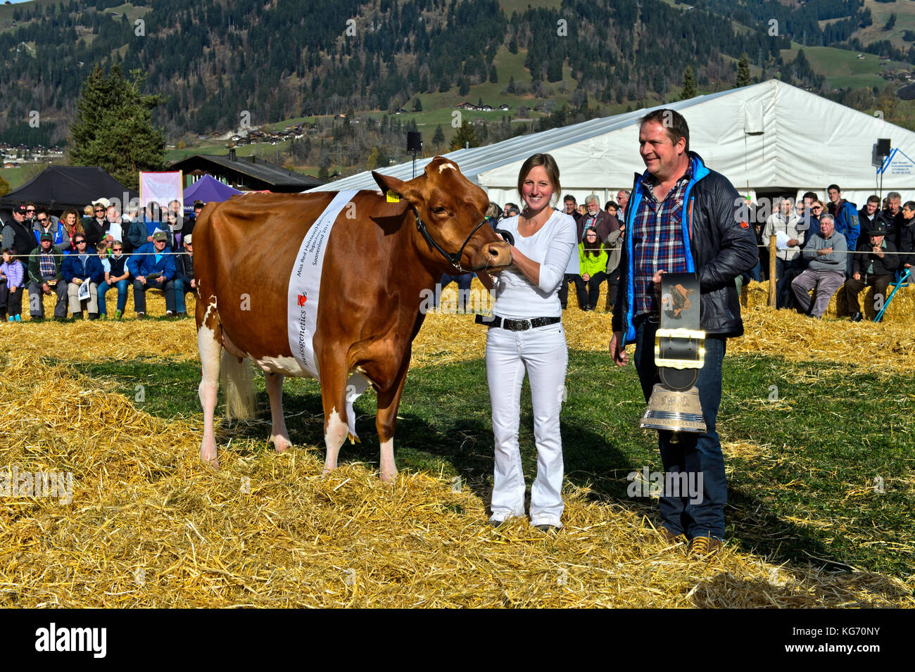 Holstein switzerland hi-res stock photography and images - Alamy